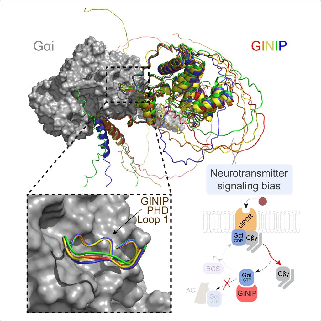 MGM lab news | Biochemistry & Cell Biology