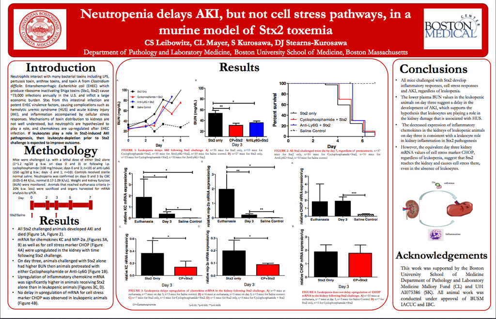 Neutropenia delays AKI in a murine model of Stx2 toxemia » Pathology ...