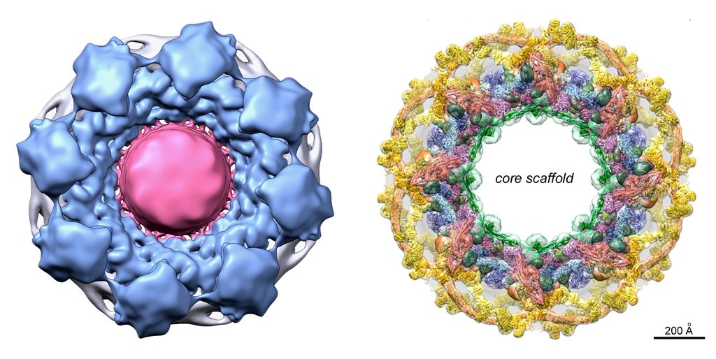 Researchers Create 3-D Structure of the Nuclear Pore Complex ...