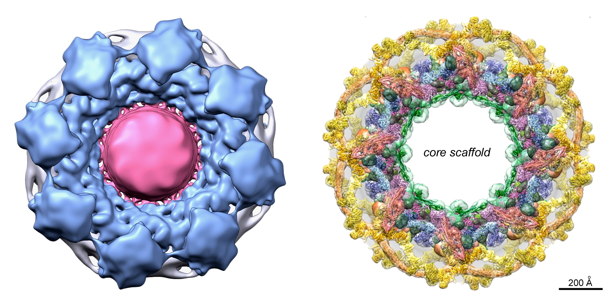 Researchers Create 3-D Structure of the Nuclear Pore Complex ...