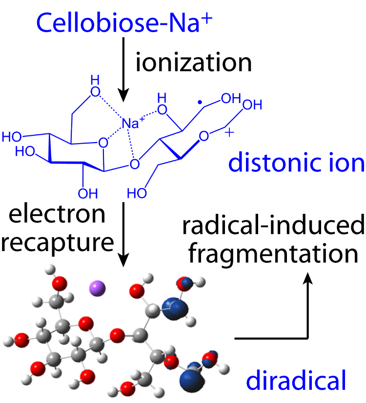 Glycan-ExD-Mechanism | Fourier Transform Mass Spectrometry Lab