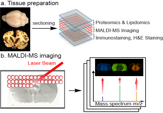 Imaging mass spectrometry | Mass Spectrometry Resource